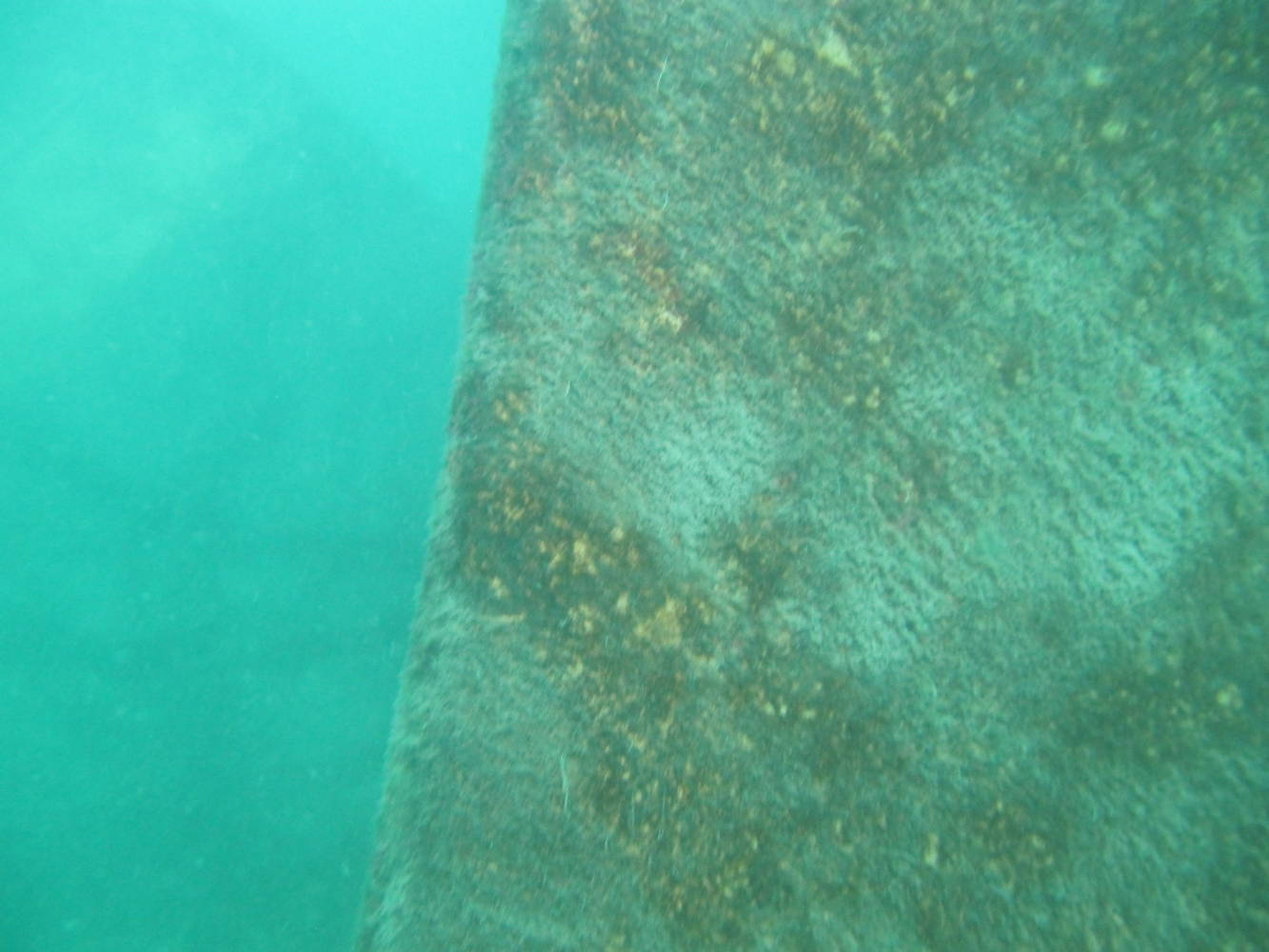 »Dynamic Biofilm Protection« for more propeller efficiency | HANSA Online