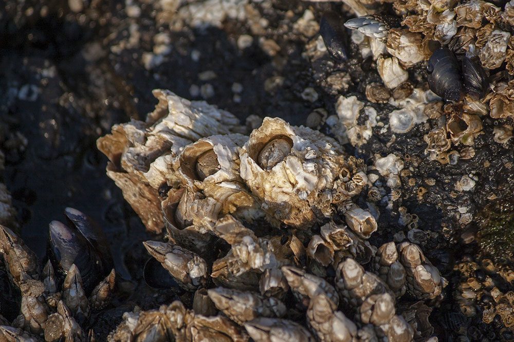 Biofouling – »Technologie von gestern hat keine Zukunft« | HANSA Online